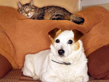 Living With Both Cats & Dogs | Petfinder