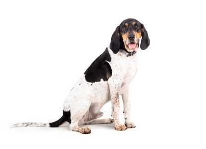 Bluetick Coonhound Dog Breed & Adoption Information | Petfinder