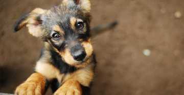 Puppies For Adoption: How, and Where to Adopt a Puppy | Petfinder