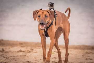 5 Tips for Using a GoPro With Dogs | Petfinder
