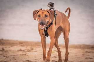 5 Tips for Using a GoPro With Dogs | Petfinder