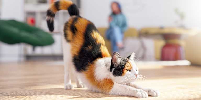 Calico Cats: Information & Facts | Petfinder