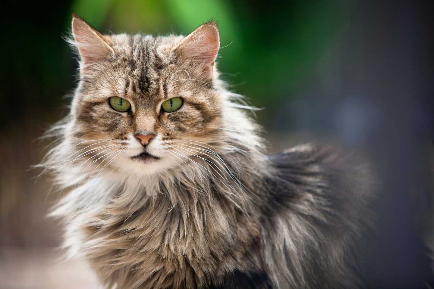 11 Domestic Cats That Look like Tigers & Wild Cats | Petfinder