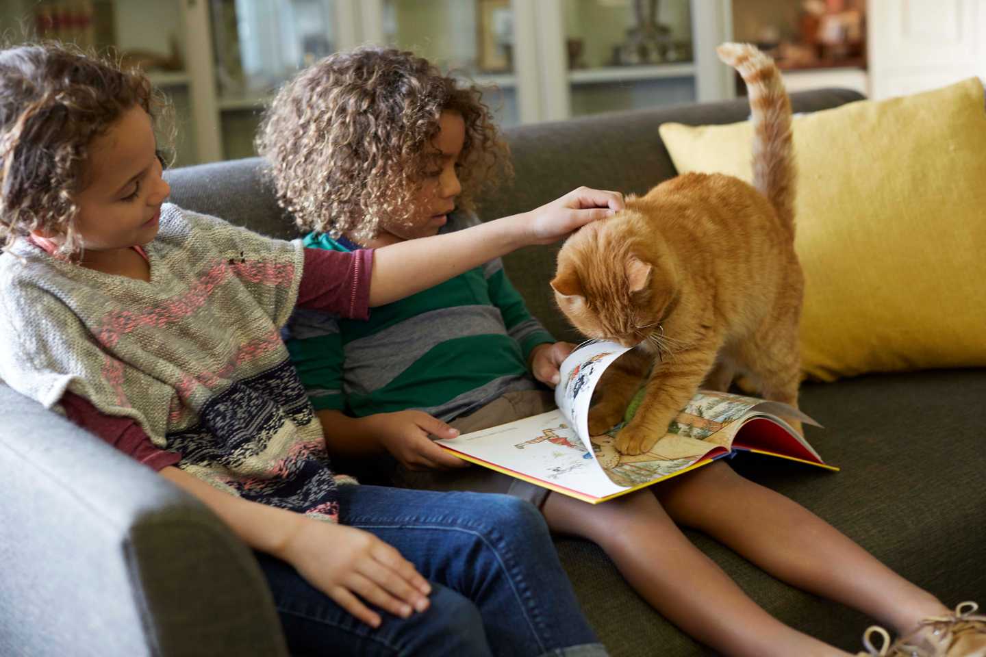 Free Apps For Cats! | Petfinder