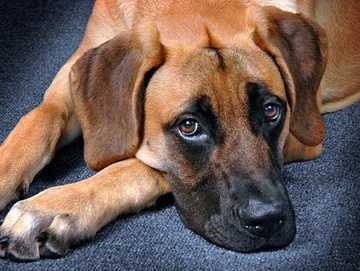 Invermectin Overdose in Dogs | Petfinder