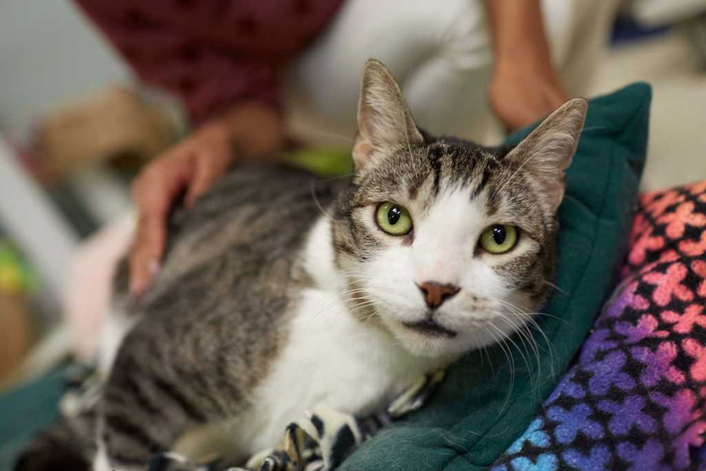 What Are Cat Years? | Petfinder