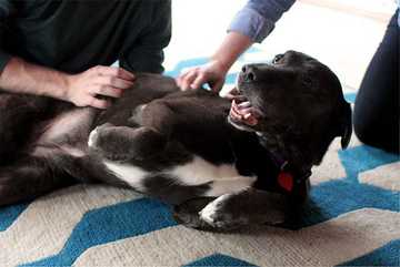 The Comprehensive Guide to Adopting a Pet | Petfinder