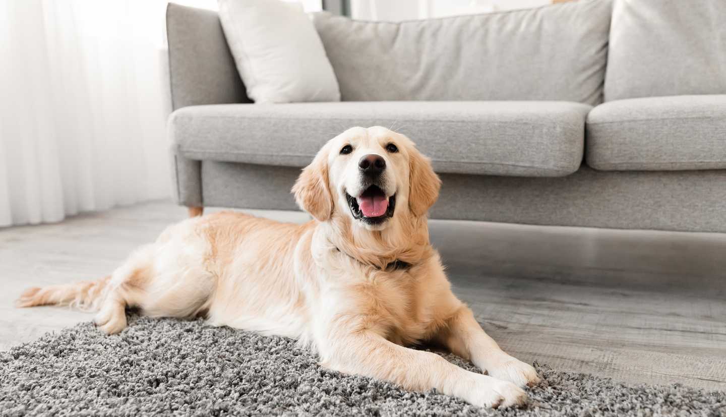 Popular Yellow & Golden Dog Breeds | Petfinder