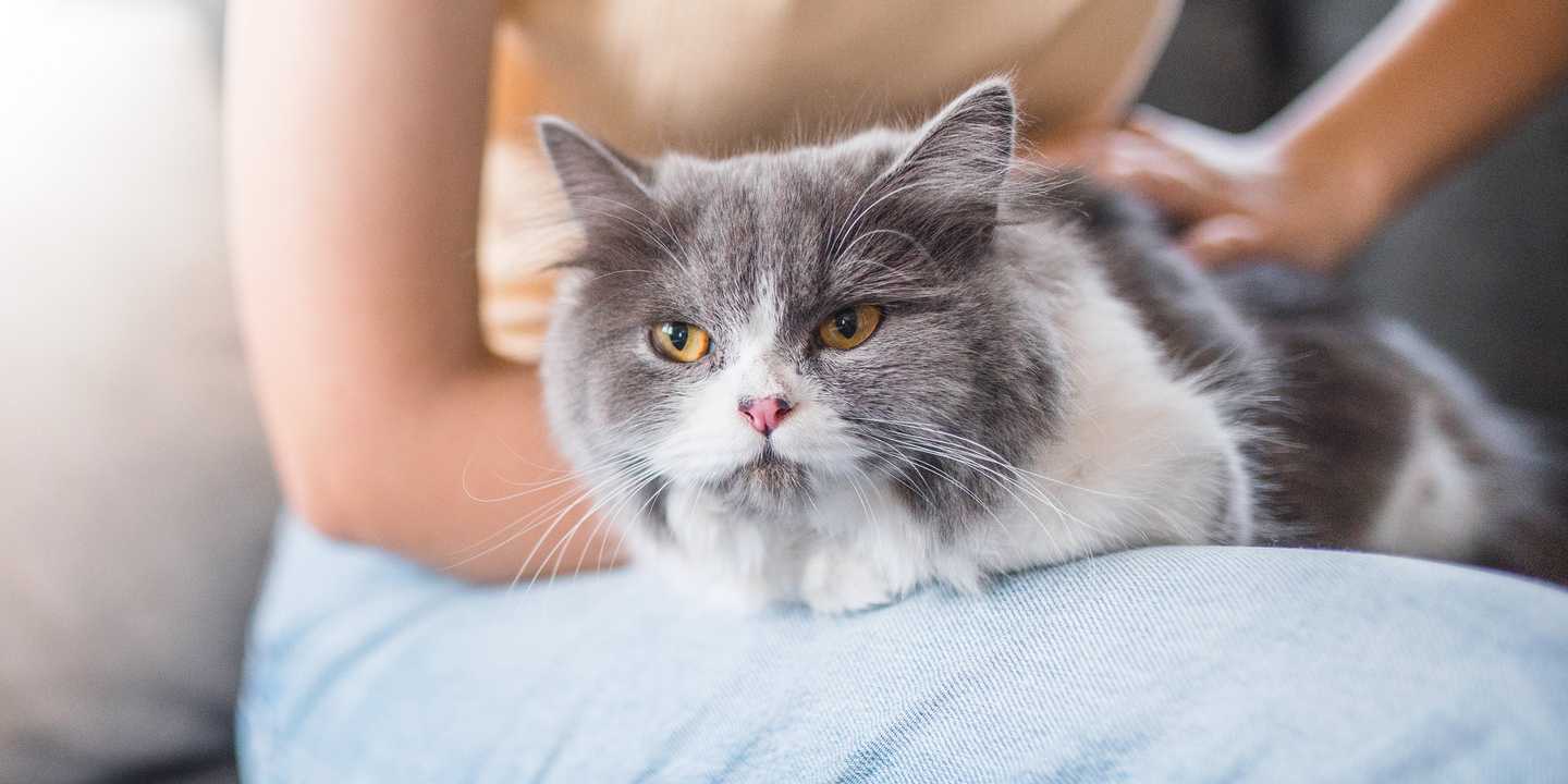 Gray and White Cats: A Guide to the Most Popular Breeds | Petfinder