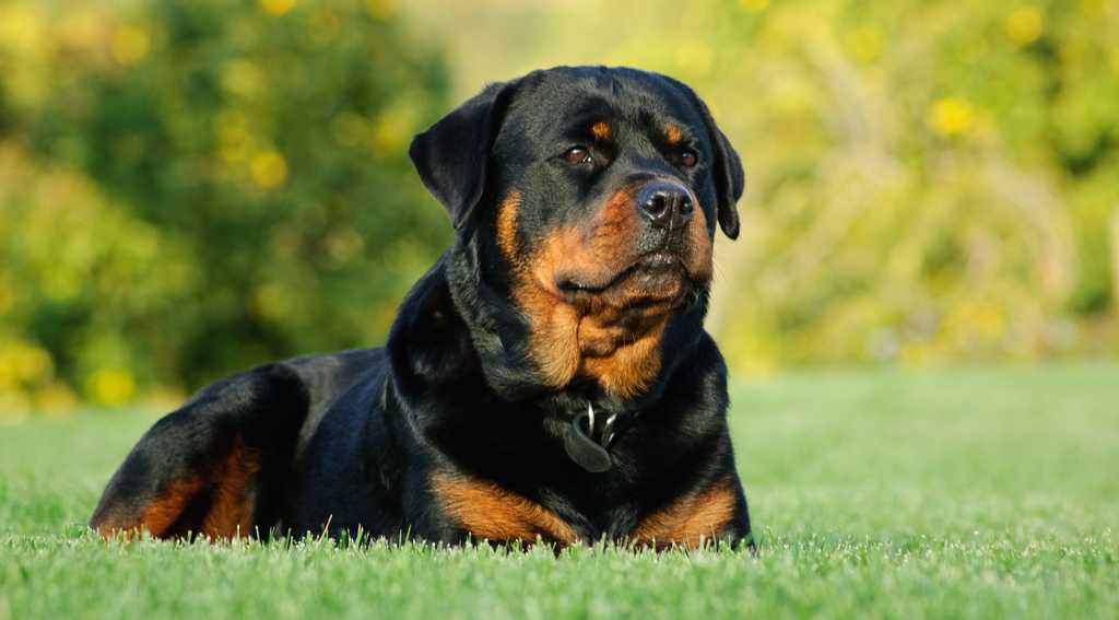 Responsible Ownership of Guard or Protective Dogs Breeds | Petfinder