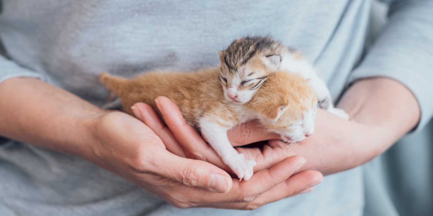 How to Foster a Cat or Kitten: A Comprehensive Guide | Petfinder