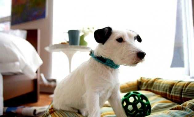 Urgent Need for Dog, Cat, and Other Pet Adoption | Petfinder