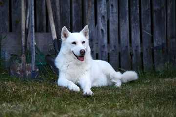 Beautiful & Cute White Dog Breeds: From Big to Small | Petfinder