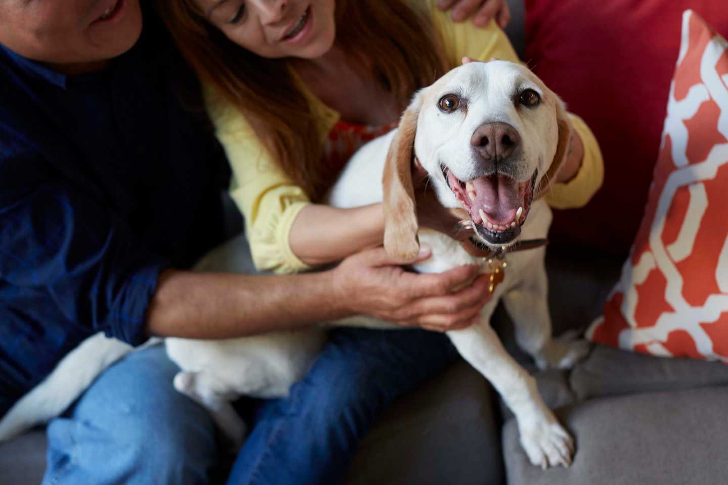 Finding Dogs & Puppies to Adopt | Petfinder