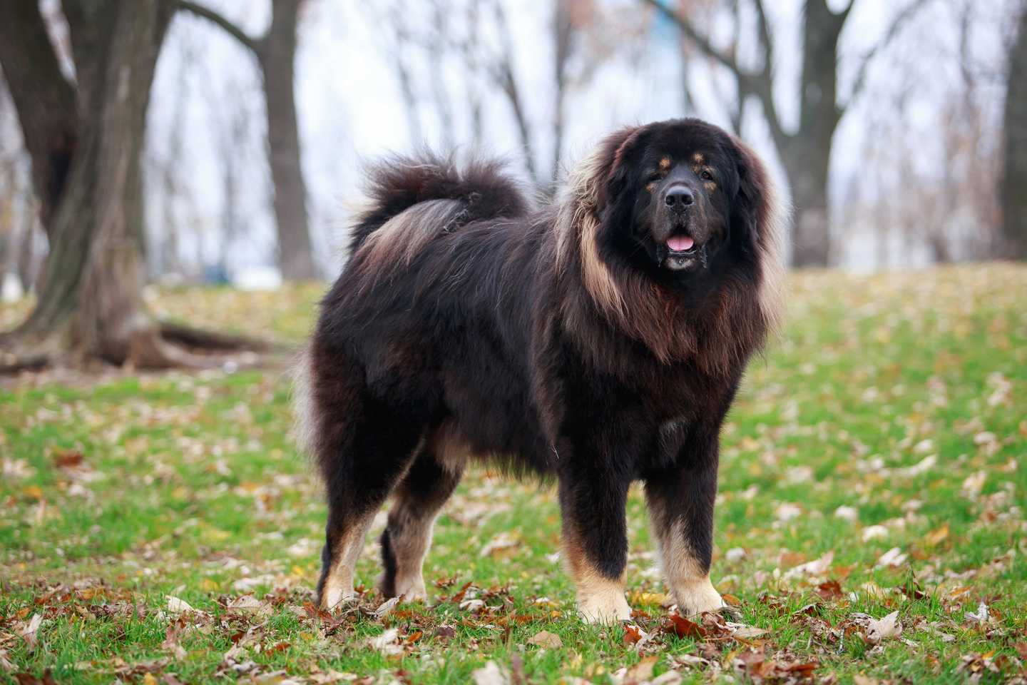 Top 15 Calm Dog Breeds | Petfinder