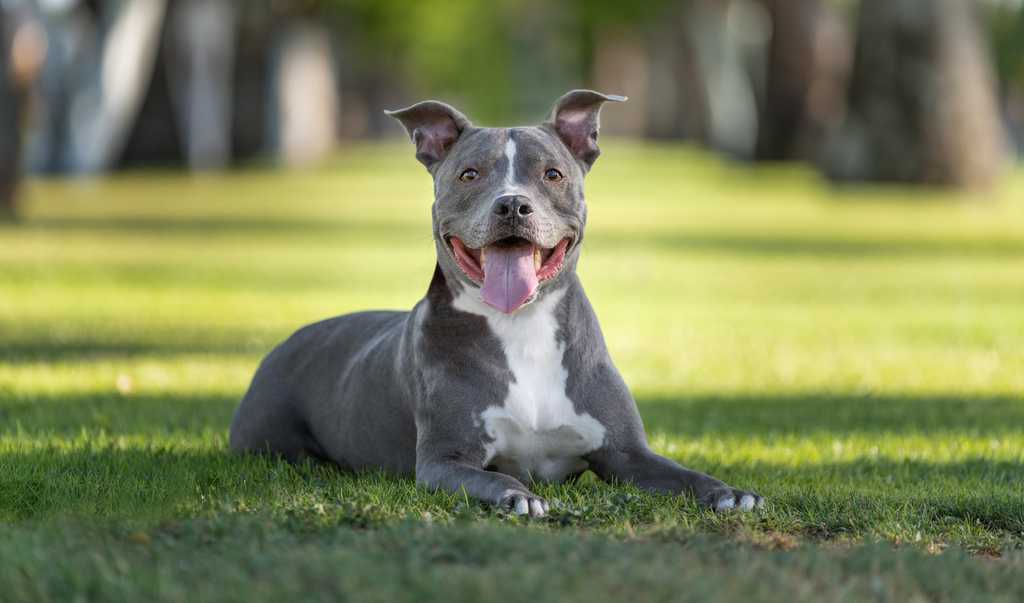 Gray Dog Breeds from Big to Small | Petfinder