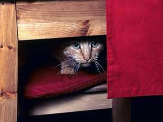 How to Improve Your Cat or Kitten’S Socialization | Petfinder