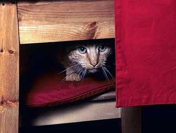 How to Improve Your Cat or Kitten’S Socialization | Petfinder