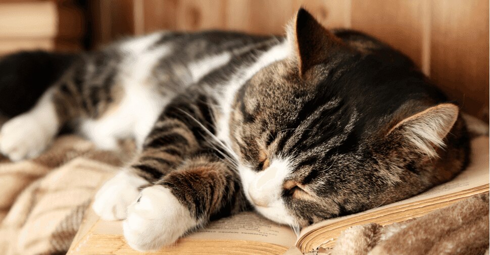What Are Cat Years? | Petfinder