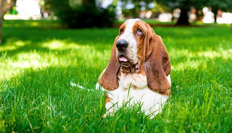 Popular Hound Dog Breeds: Types, Traits, & Sizes | Petfinder