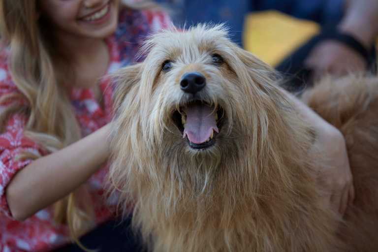 Do Dogs Feel Love? | Petfinder