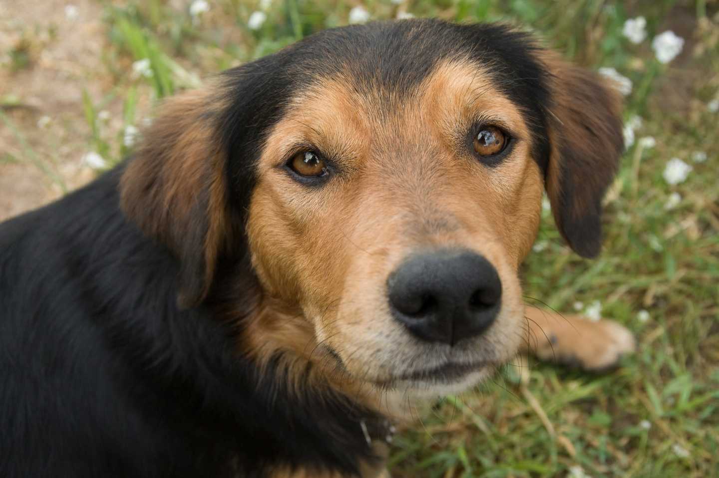 The First Days With Your Senior Dog | Petfinder