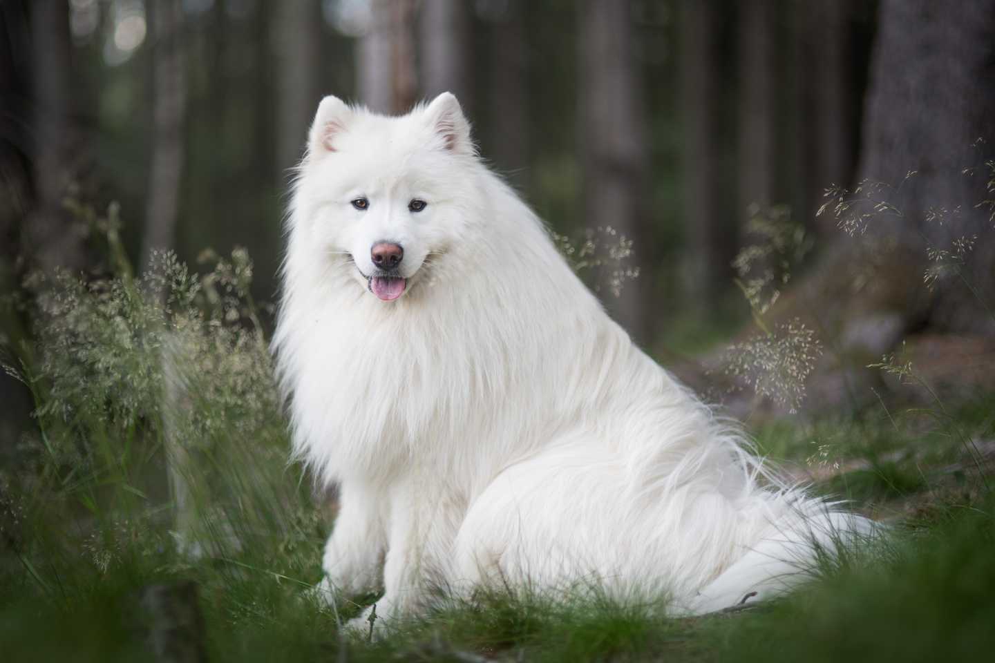 Discover Popular Russian Dog Breeds: From Big to Small | Petfinder