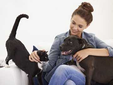 How to Get a Pet Online | Petfinder