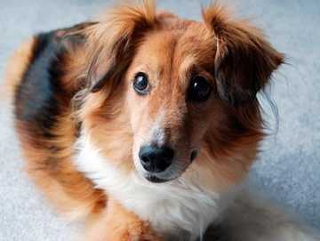 What to Do if Your Dog Ate A Battery | Petfinder