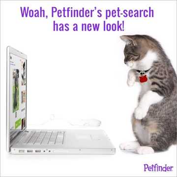 Download the Petfinder App Today! | Petfinder