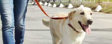 Tips For Owning a Big Dog In a Small Apartment | Petfinder