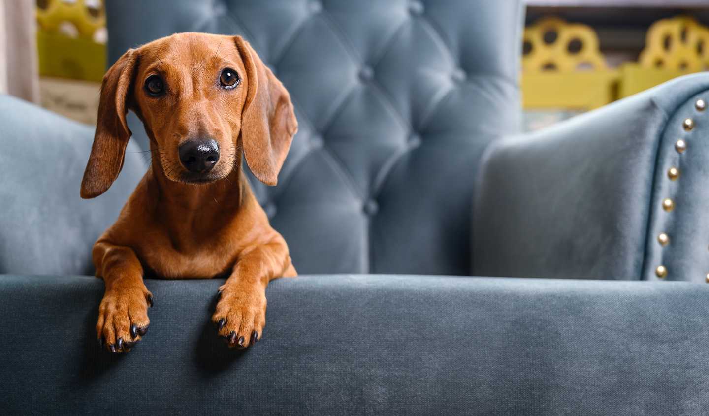 Red Dog Breeds: 20+ Fiery-Colored Canine Companions | Petfinder