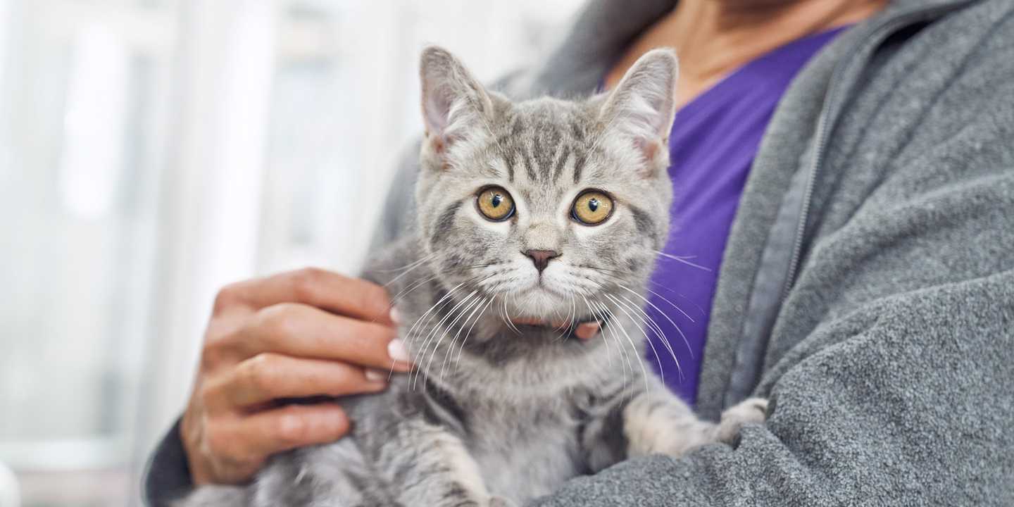 How to Adopt a Cat: Step-by-Step Guide | Petfinder