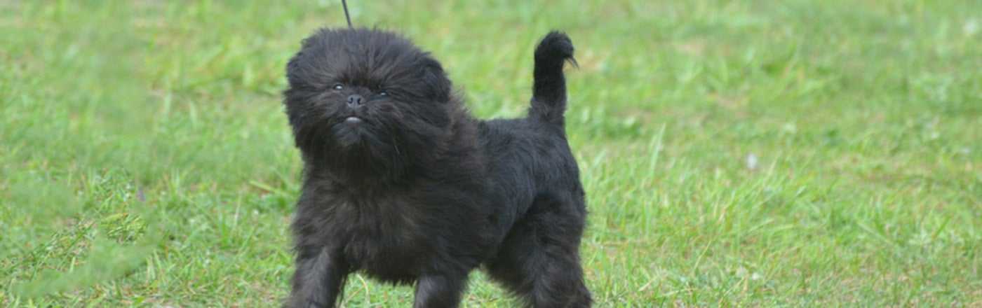 Explore Small Dog & Puppy Breeds | Petfinder