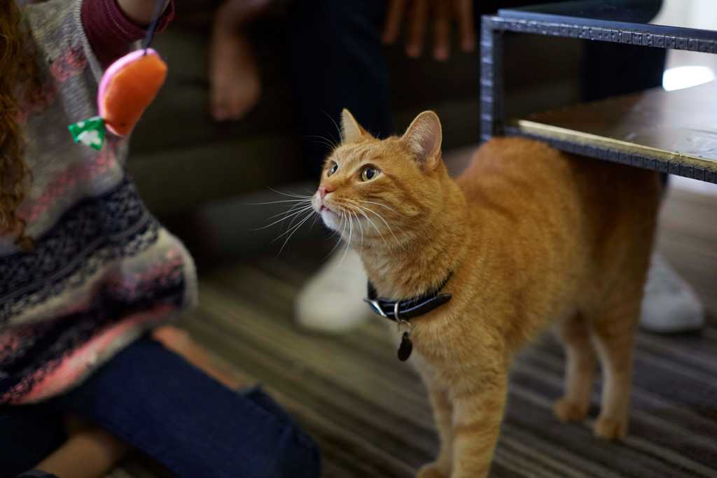 Free Apps For Cats! | Petfinder