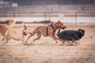 5 Tips for Using a GoPro With Dogs | Petfinder