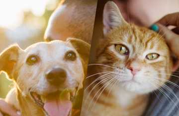 Urgent Need for Dog, Cat, and Other Pet Adoption | Petfinder