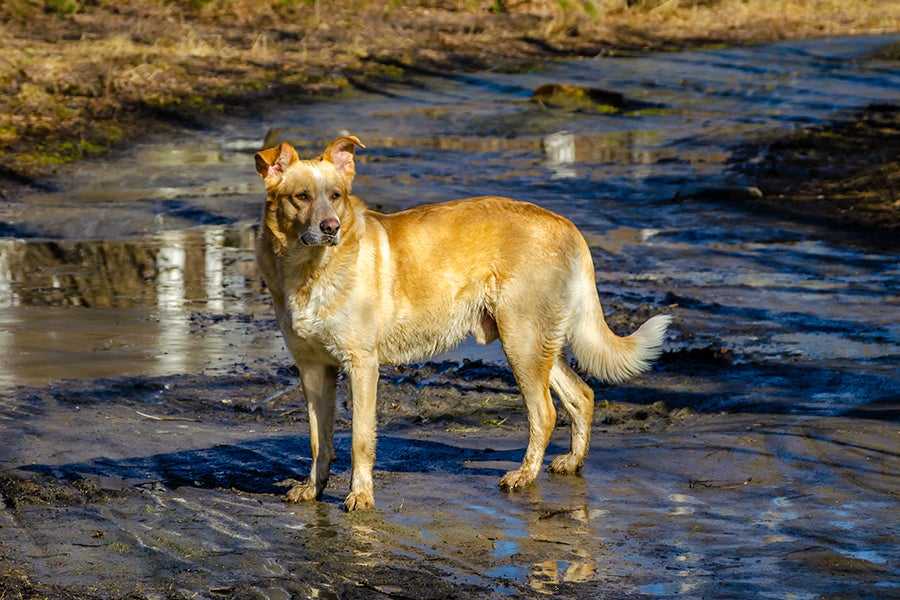 Adopt or Get Involved With Pets | Petfinder