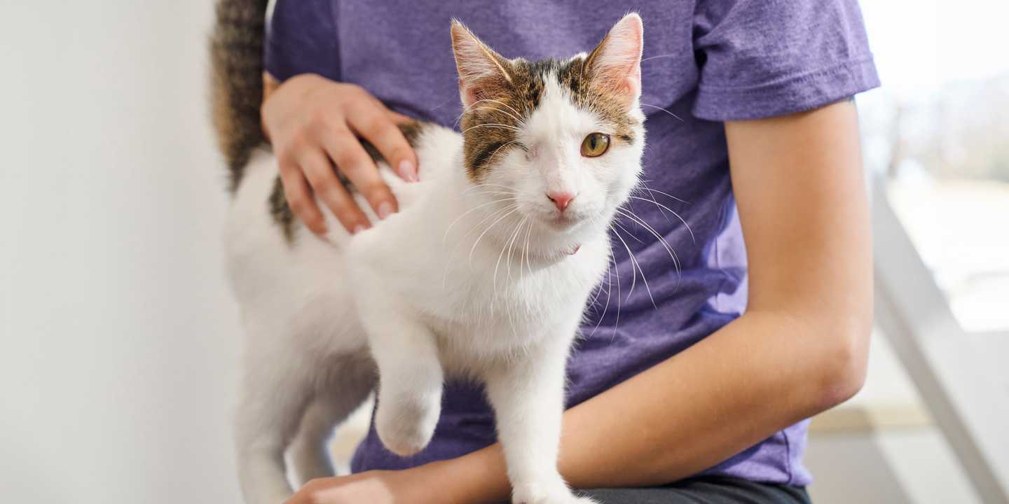 Adopting a Senior Cat: What You Should Know | Petfinder