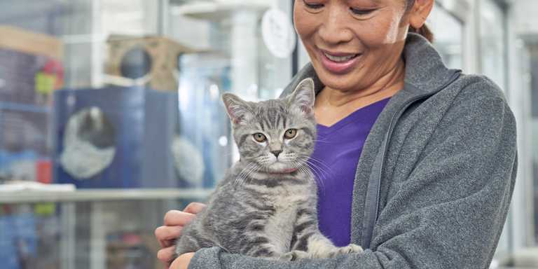How to Adopt a Cat: Step-by-Step Guide | Petfinder