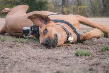 5 Tips for Using a GoPro With Dogs | Petfinder