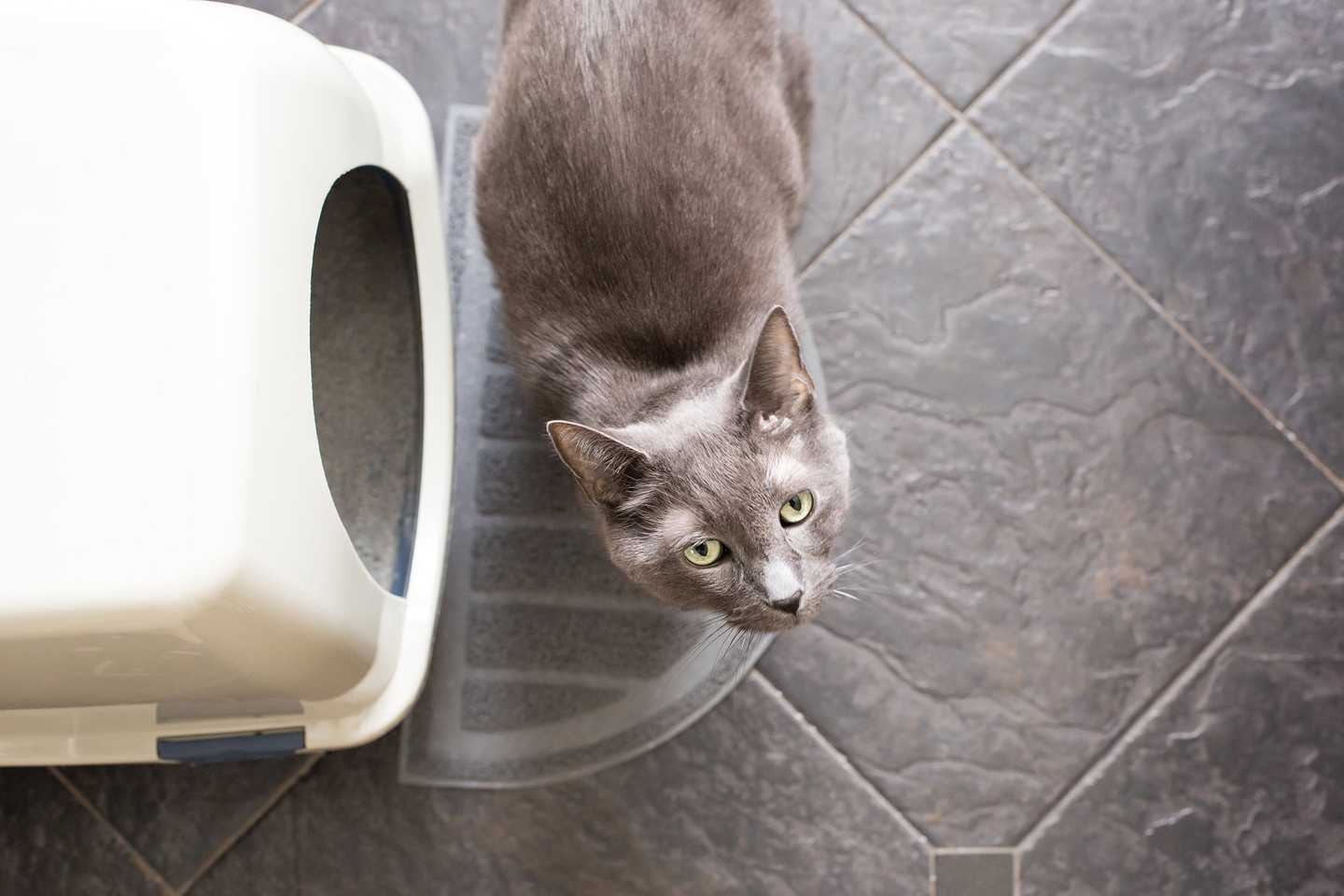 How to Train Your Cat to Use the Litter Box | Petfinder