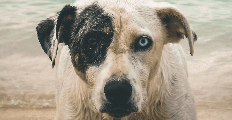 Why Do Some Dogs Have Different Colored Eyes? | Petfinder