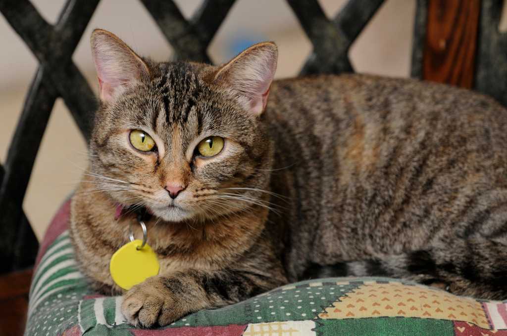 9 Ways to Welcome Home Your New Cat | Petfinder