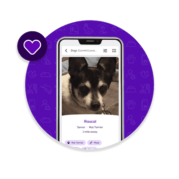 Download the Petfinder App Today! | Petfinder