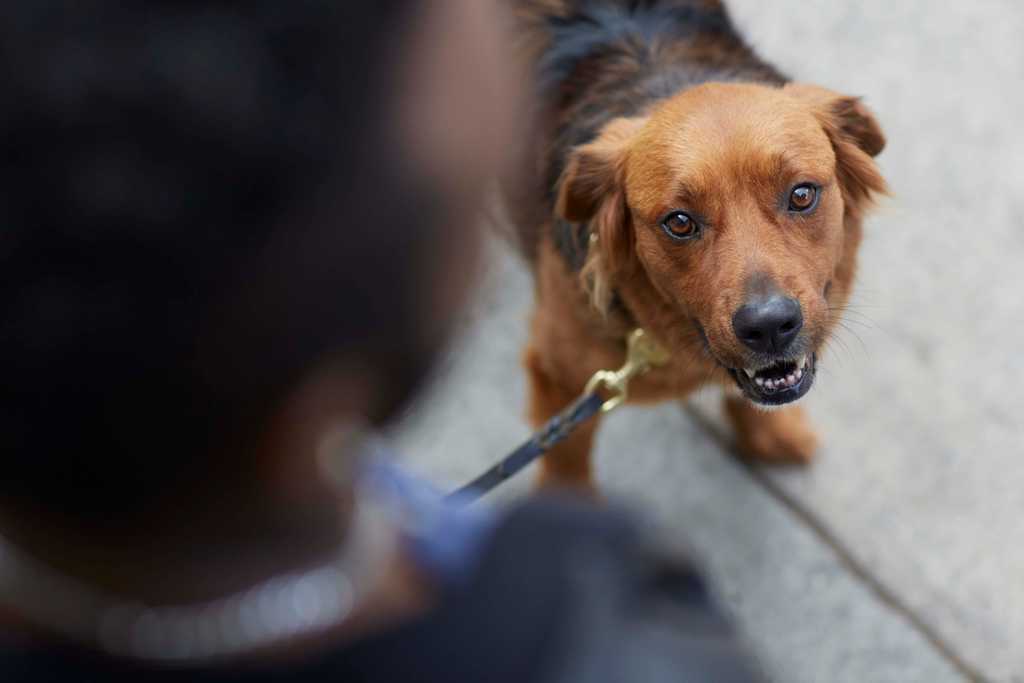 Helping Homeless Pet Owners Keep Their Pets | Petfinder