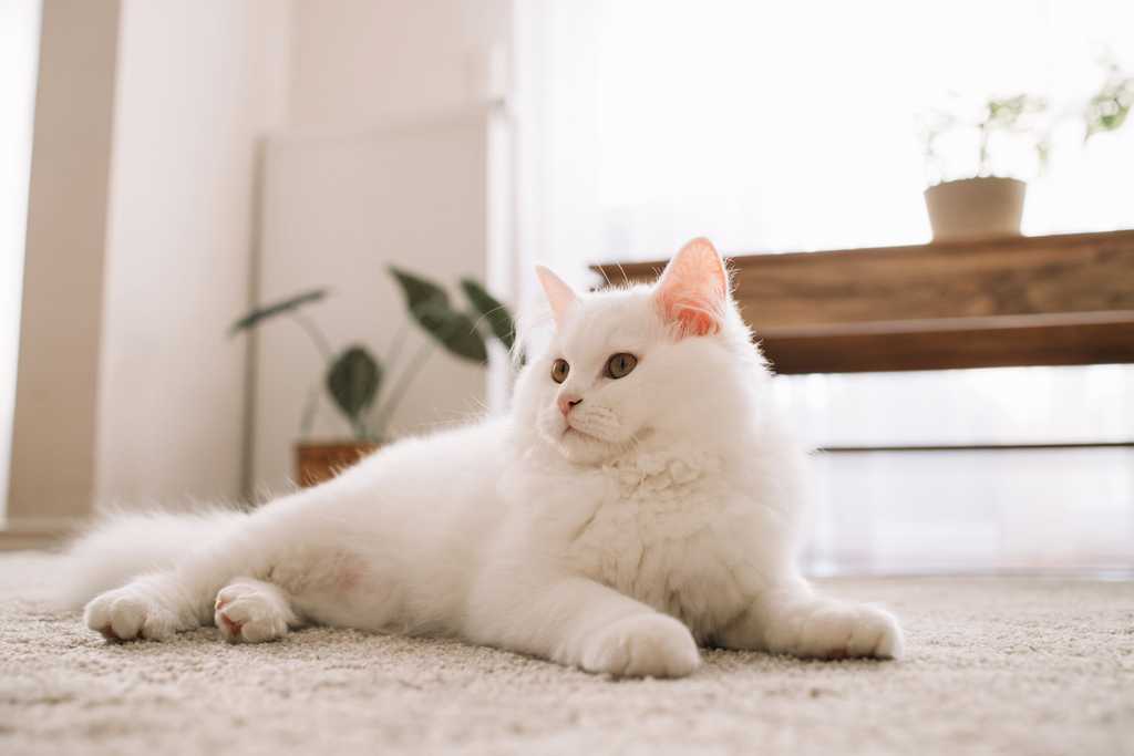 250+ White Cat Names: Classic, Cute, Cool & Unique | Petfinder