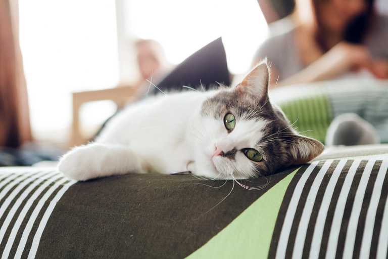 Cat Names: The Ultimate Guide to Naming Your New Cat | Petfinder