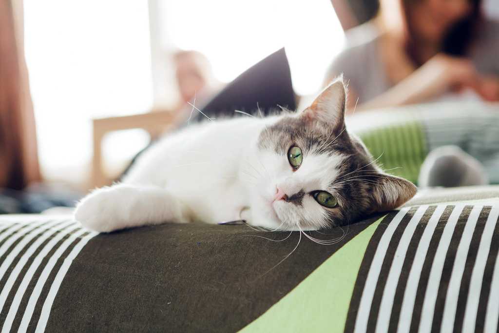 Cat Names: The Ultimate Guide to Naming Your New Cat | Petfinder