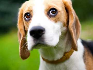 Pet Microchips – How They Work | Petfinder